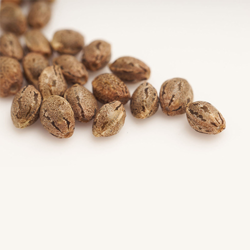 Shop - El Fuego Seeds